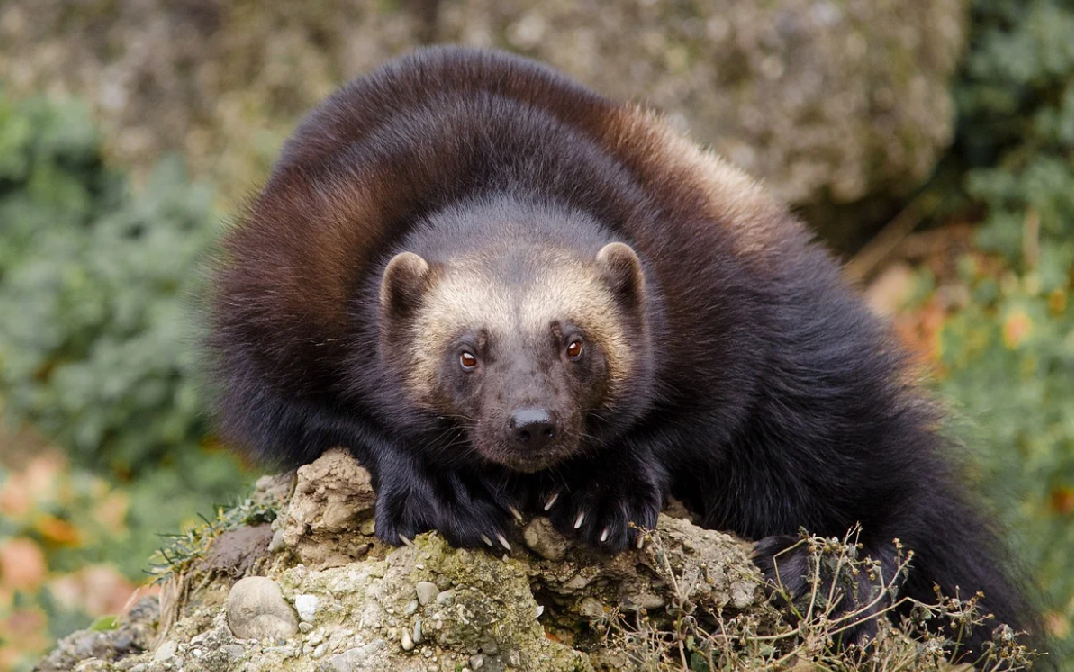 57: Wolverines – Notebook from the North